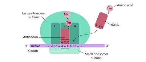 Translation Biology Chart
