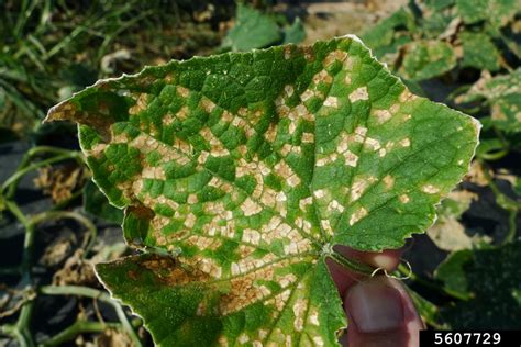 Cucurbit Downy Mildew Uw Vegetable Pathology Uwmadison