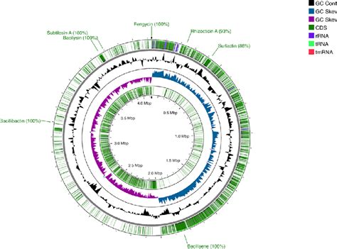 Circular Chromosome Map Of The Complete Genome Of Bacillus Cabrialesii Download Scientific