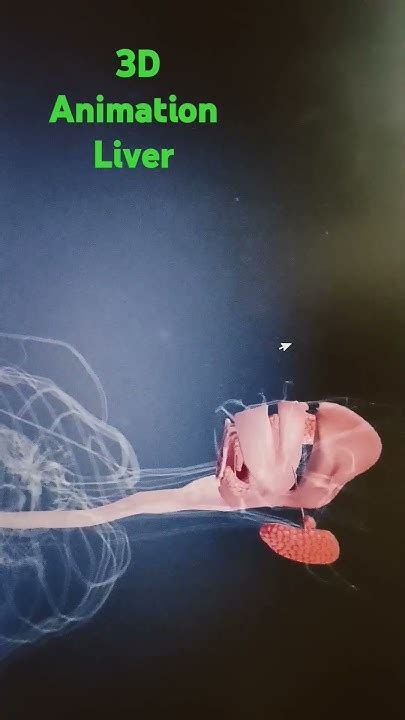 3d Animation Of Liver Digestion Function Of Liver Viral
