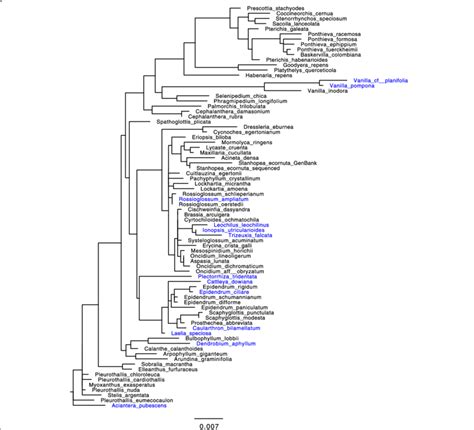 Orchidaceae Topology Based On Rbcl Sequences Species Listed In Table 1