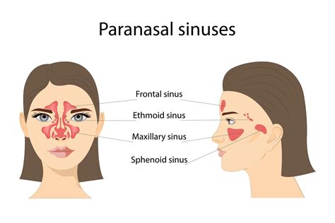 Sinus Pressure And Pain Relief Ethmoid Sinus Anatomy Function And