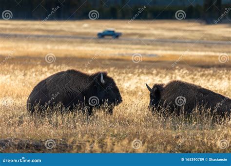American Bisons In Grass Field Of Yellowstone National Park Stock Image