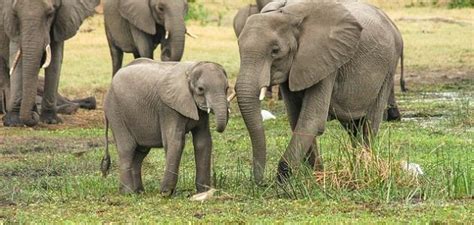 ابن الفيل موضوع