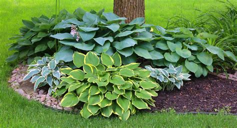 How To Care For Hostas Platt Hill Nursery