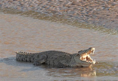 Shoroa River Camp Tsavo East National Park Room Rates Facilities