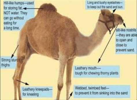 Different Anatomical Adaptations In Camel Download Scientific Diagram