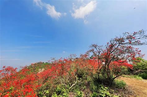 金寨这里的千亩野生映山红已全面盛开，景色甩麻城几条街黄狮寨