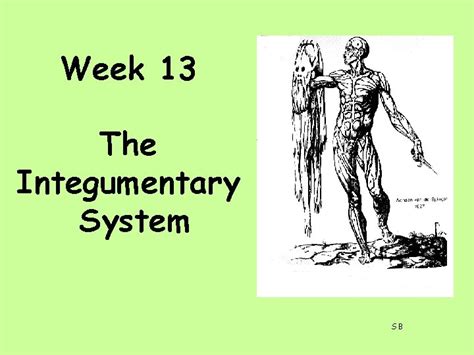 Week 13 The Integumentary System Sb The Integumentary