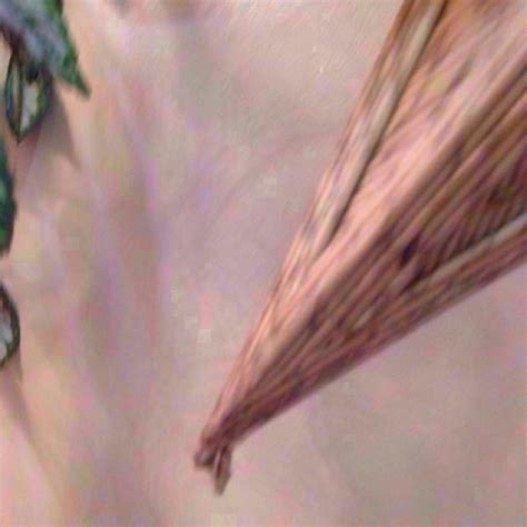 Native Parol Hobbies And Toys Stationary And Craft Art And Prints On Carousell