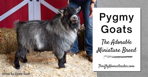 Mini Pygmy Goats Dwarf Goat Born In Uk For First Time Thanks To Ivf