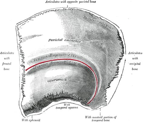 The Parietal Bone Human Anatomy