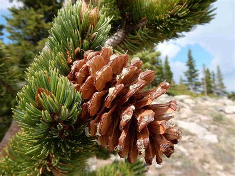 Species Of Pines From Around The World