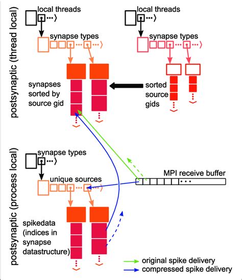 Spike Compression Adds An Additional Indirection To Post Synaptic Download Scientific Diagram