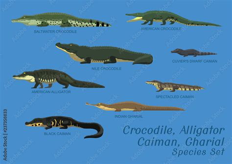Vetor De Various Crocodile Alligator Caiman Gharial Species Set Cartoon
