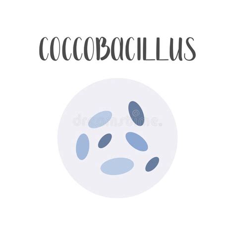 Coccobacillus Vs Rod
