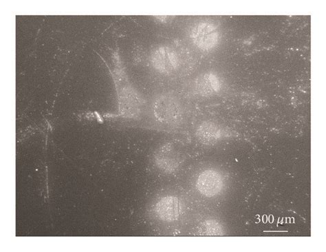 A Sem Image Of A Well Patterned Cuso4 Solution Mixed With 2 Propanol