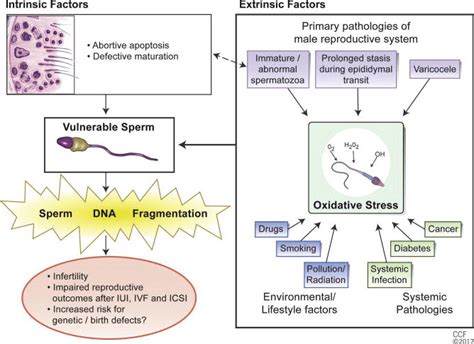 Can Sperm DNA Fragmentation Cause Recurrent Miscarriage