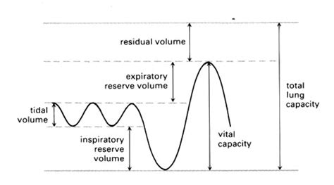 Using A Spirometer To Measure Tidal Volume And Breathing Rate Snab