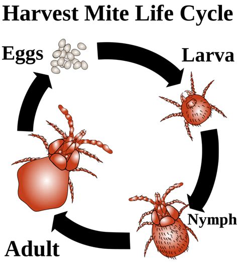 How To Get Rid Of Chigger Bugs Naturally Bugwiz