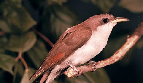 Yellow Billed Cuckoo
