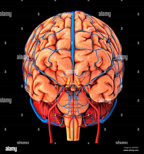 Vascular System Brain Human Brain Model With Vascular System