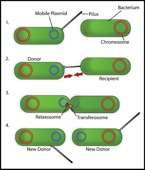 Binary Fission In Bacteria