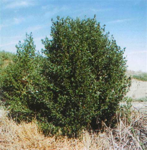Coyote Brush Suisun Rcd