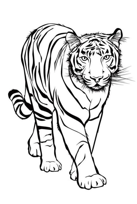 รูปภาพระบายสี เสือ Tiger รูปการ์ตูนเสือแบบลายเส้น สำหรับเด็ก แจกฟรี