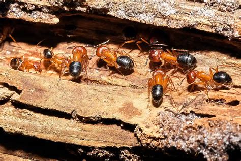 Carpenter Ants Are No Joke