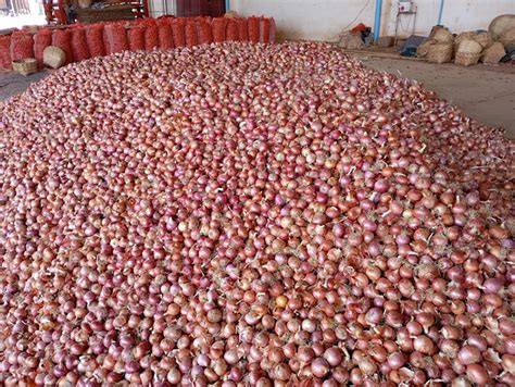 မအူပင်မြို့နယ်၌ ရှမ်းပြည်နယ်မှ ဝင်ရောက်လာသည့် ကြက်သွန်နီများ အရောင်းအဝယ်ကောင်းမွန်နေ Myawady