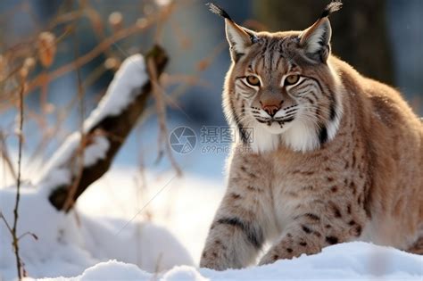 谨慎山猫捕猎高清图片下载 正版图片600339688 摄图网