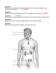 A P Chapter PRETEST Pdf Question Produces The Hormones That Promote The Development Of
