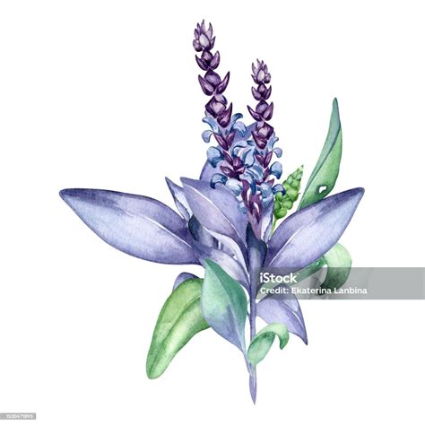 세이지 허브 식물 수채화 그림은 흰색 배경에 분리되어 있다 샐비어 Officinalis 보라색 잎 유용한 허브 손으로 그려진 라벨 패키지 엽서 디자인 0명에 대한 스톡 벡터