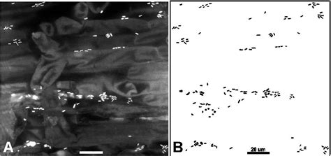 Figure 1 From Cmeias Bioimage Informatics That Define The Landscape