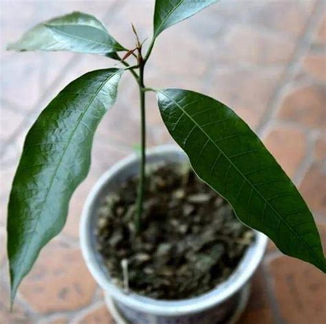 芒果核开个口埋土里养几年比发财树漂亮还能结果吃 搜狐大视野 搜狐新闻