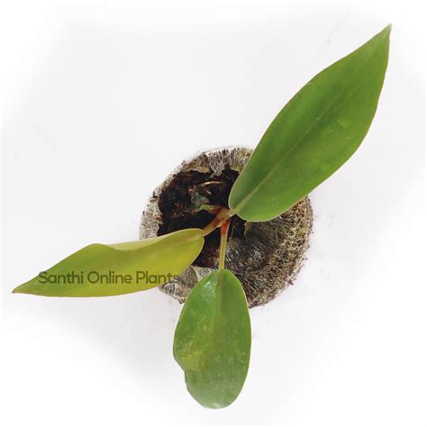 Philodendron Birkin Pink Santhi Online Plants Nursery