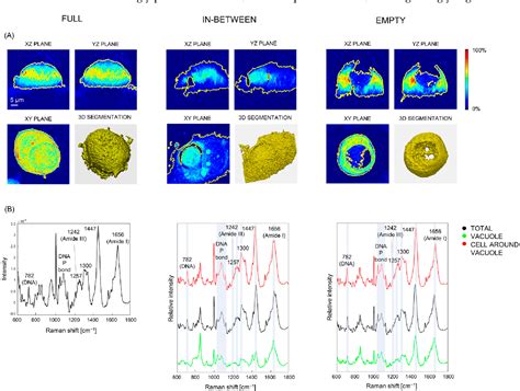 Figure 3 From Optical Diffraction Tomography And Raman Confocal Microscopy For The Investigation