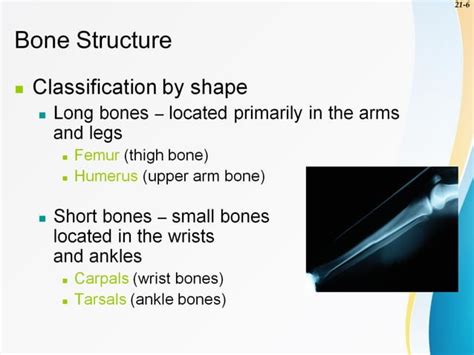 Skeletal System Human Anatomy Bone Structure PDF