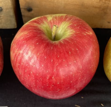 Honeycrisp Apple Fedco Seeds