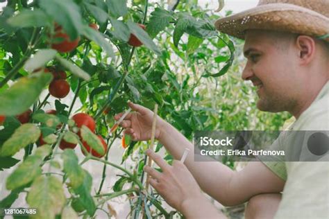 유전자 변형 식품 또는 Gmo 식품 실험실 배경에 주사기와 제약 물질을 주입 농부와 생산 및 Dna 조작 개념 아이디어의 유전자 개선 30 34세에 대한 스톡 사진 및 기타