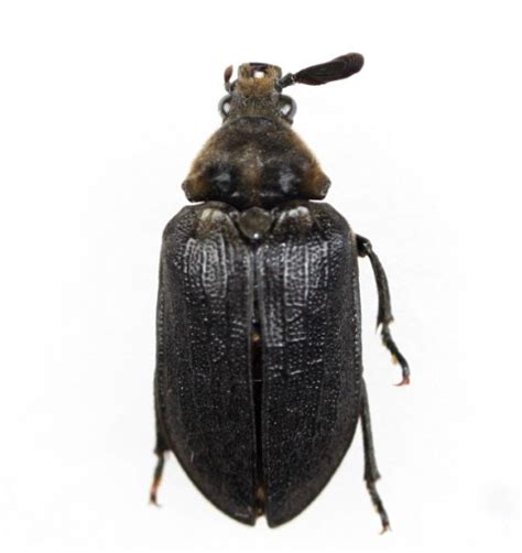 ヤエヤマクチキクシヒゲムシ 石垣島 Insect Islands 南の島の昆虫標本屋さん