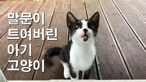 대화 말문이 트여버린 아기 고양이와 아무말대잔치 Youtube