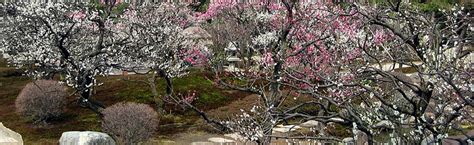 3月の見どころ 兼六園めぐり 兼六園観光協会