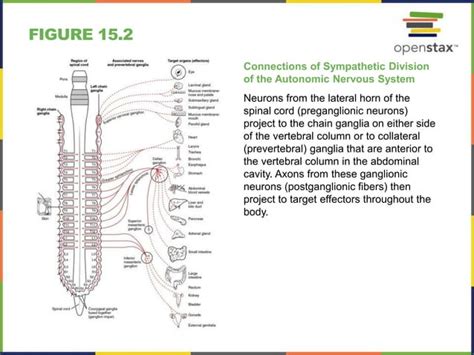 Open Stax Anatomy Physiology Ch PPTX