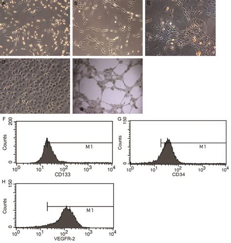 Characteristics Of Rat Bone Marrow Derived Epcs A Epcs Showing Download Scientific Diagram