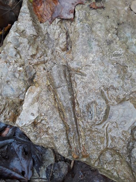 Nautiloid Cephalopod Fossil Id The Fossil Forum