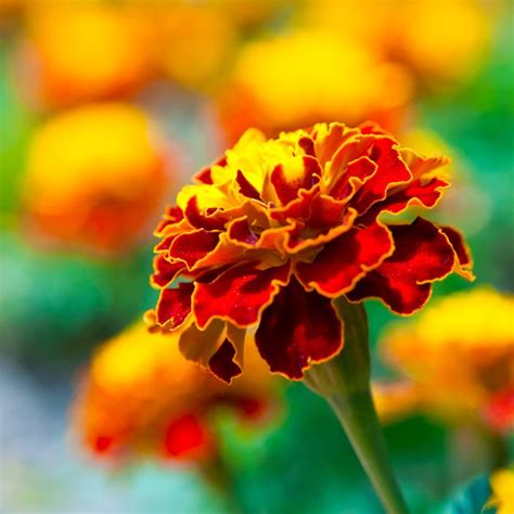 Балконные растения-неженки | Любимые цветы