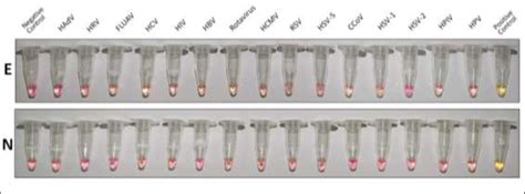 specificity detection of rt lamp assay using e and n primer set