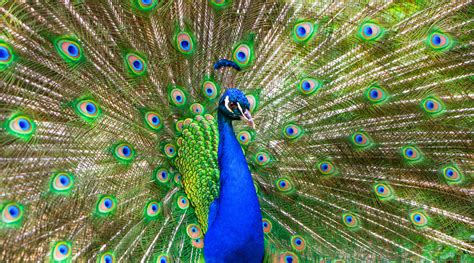 Pavão Origem E Curiosidades Círculo